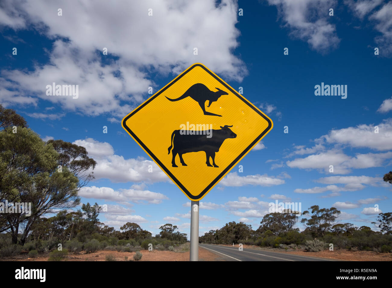 Cow and kangaroo crossing warning sign in rural Western Australia Stock ...