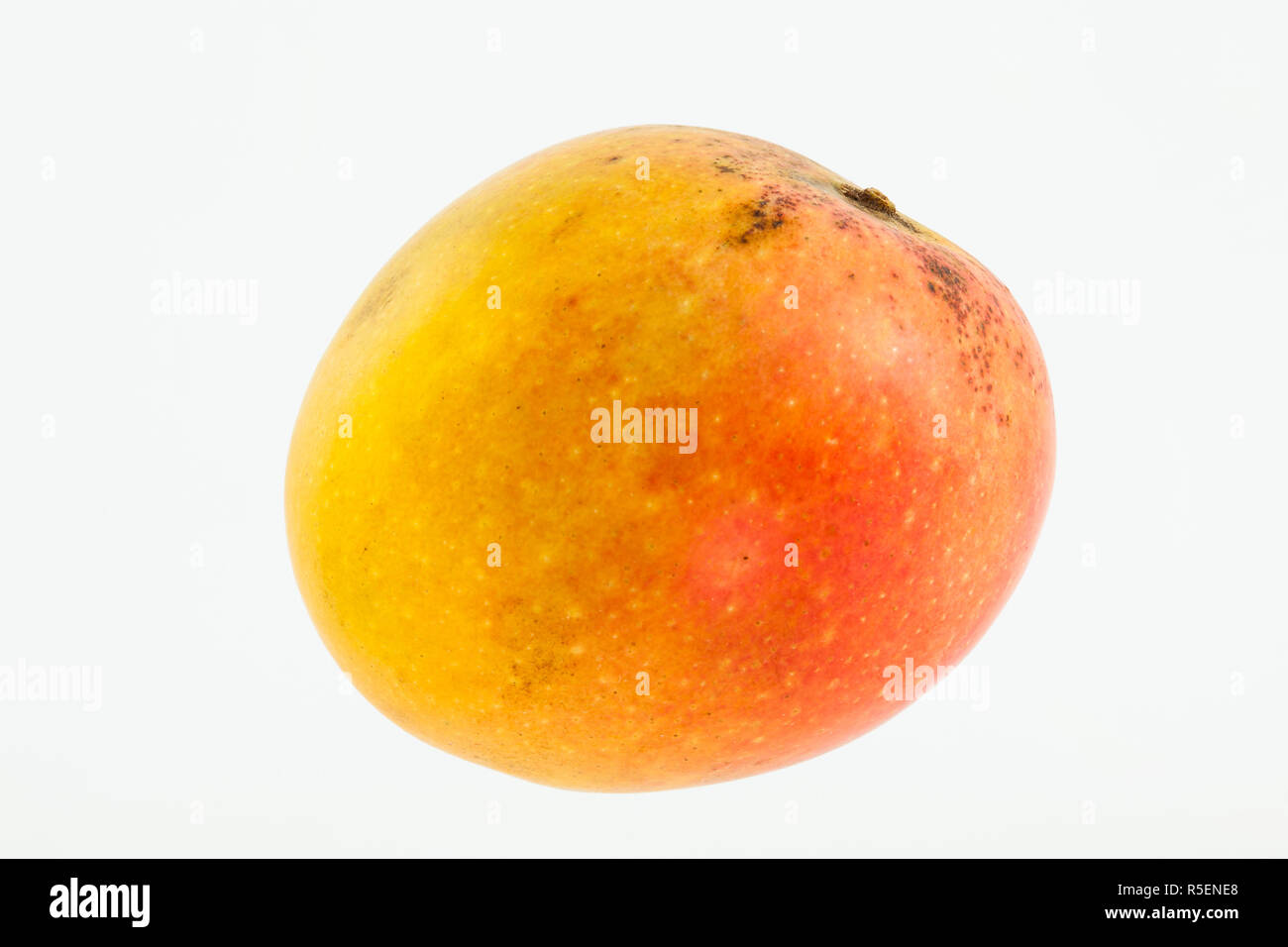 Mango (Mangifera indica) isolated Stock Photo - Alamy