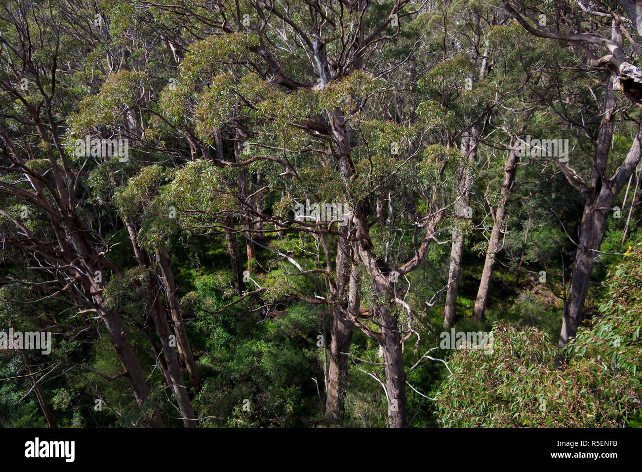 Giant tingle tree hi-res stock photography and images - Alamy