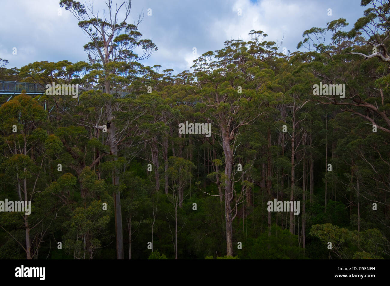 The impressive tingle trees at Valley of the Giants Tree Top Park in ...