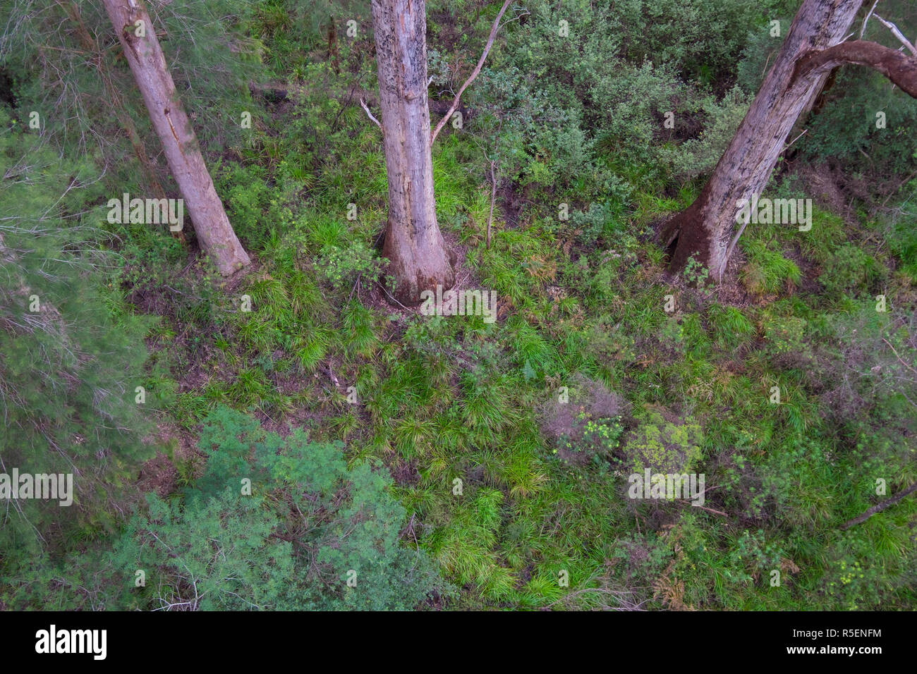 Giant tingle tree hi-res stock photography and images - Alamy