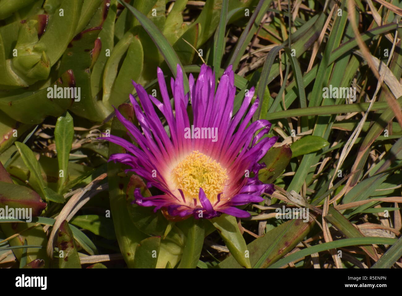 Native pigface groundcover hi-res stock photography and images - Alamy