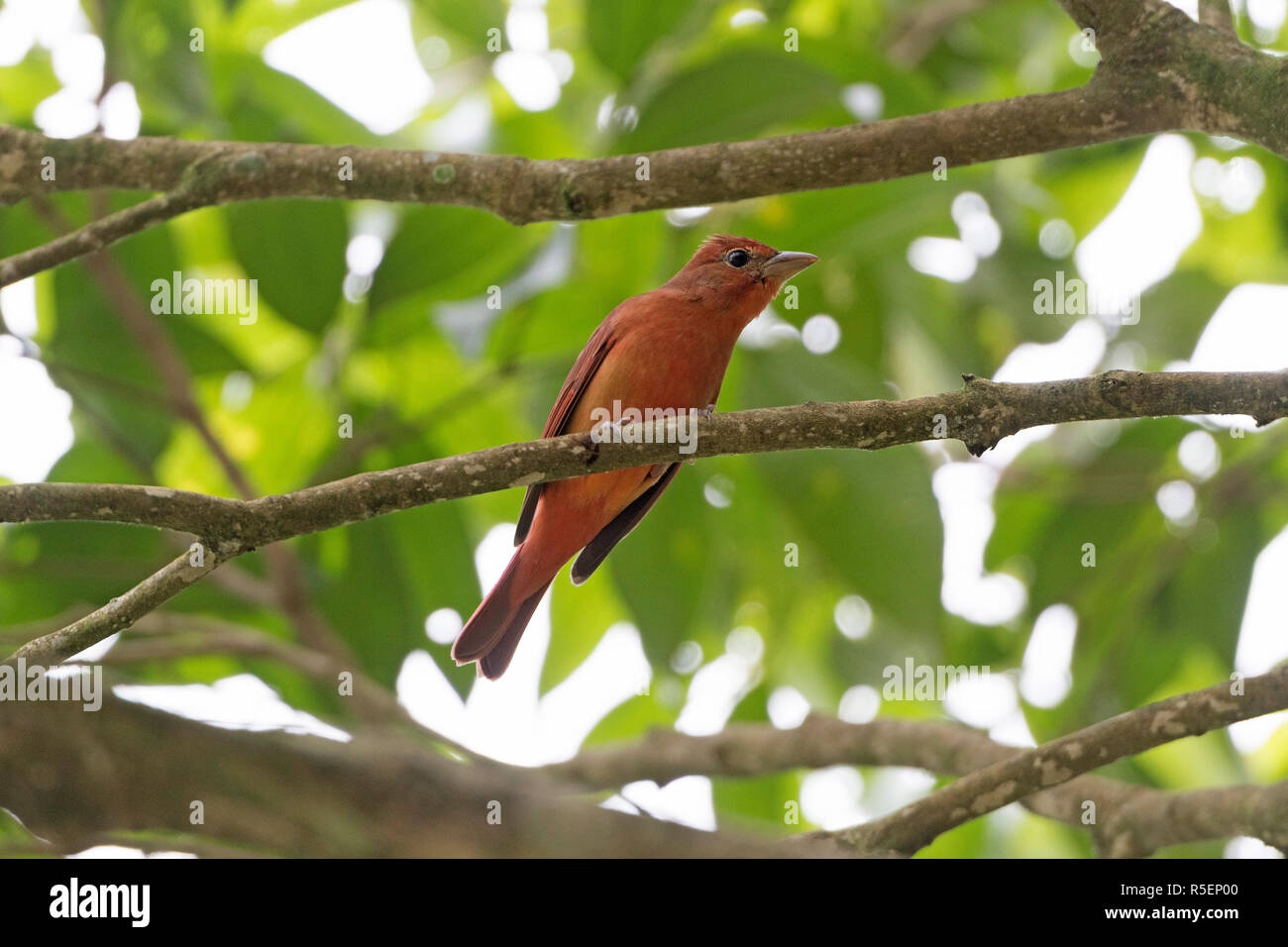 Hepatic Tanager in a tree Stock Photo - Alamy