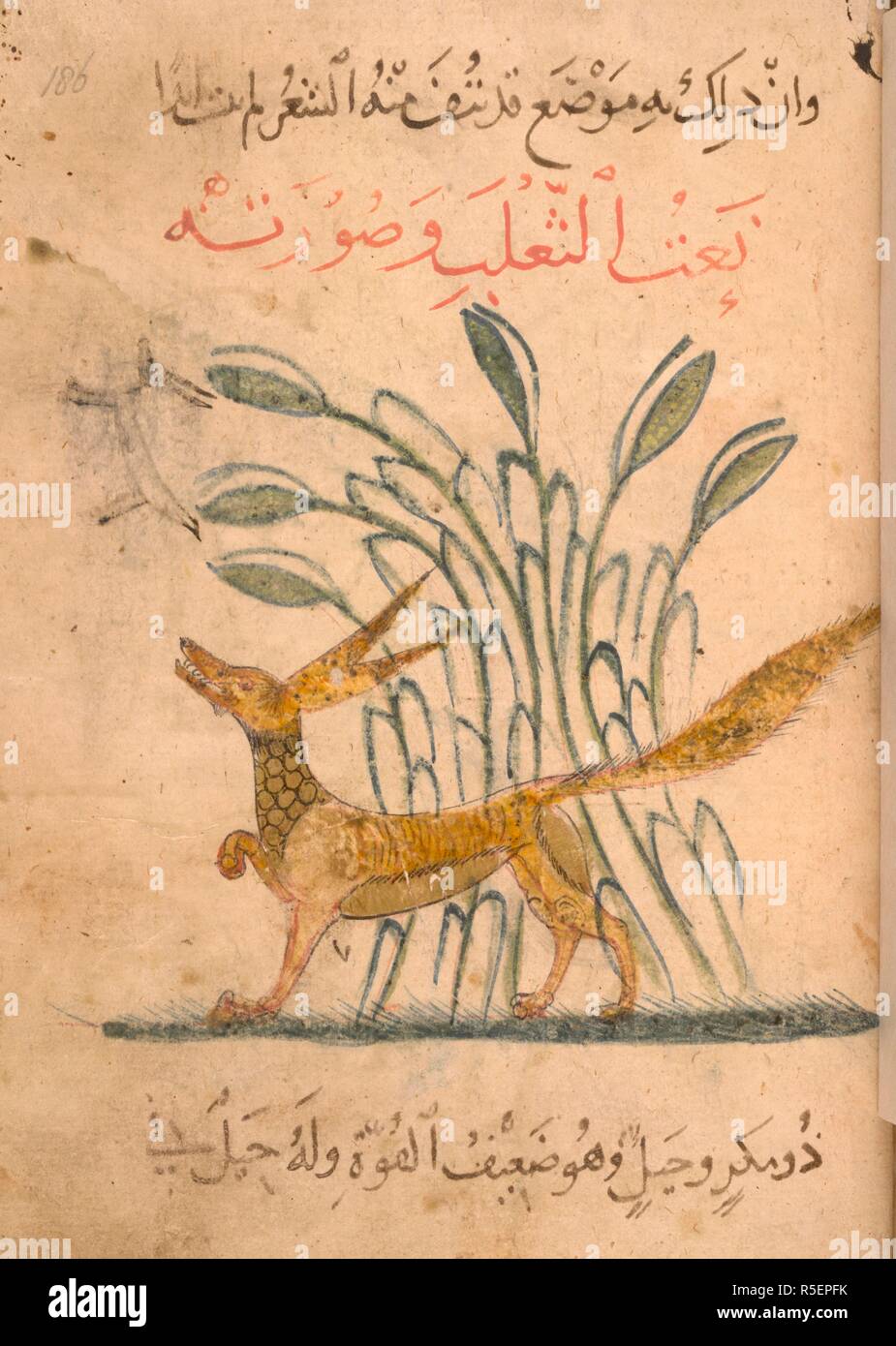 Fox. Kitab Na't al-hayawan (book of the characteristics of animals ...