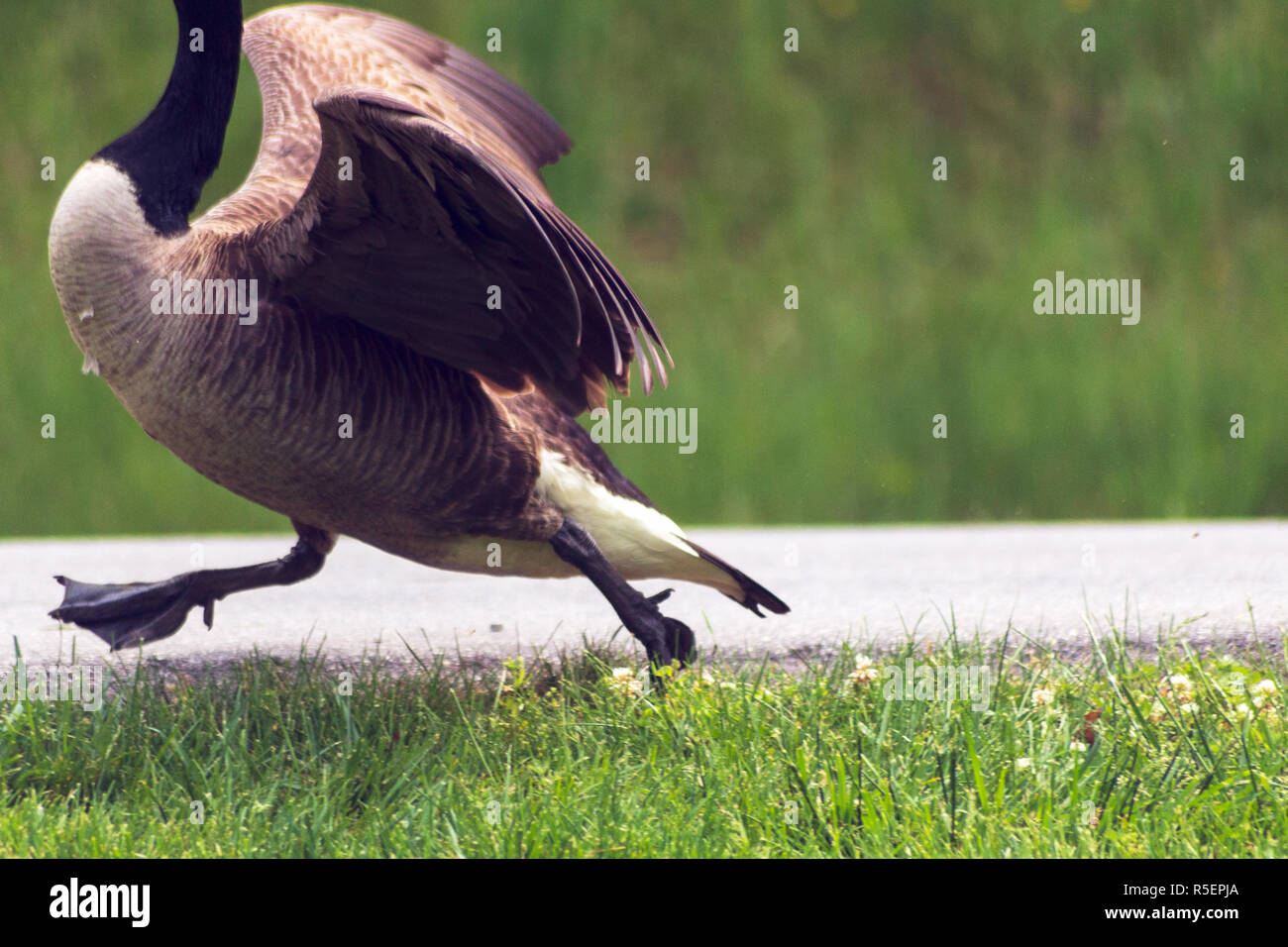 Running like a chicken with its head cut off hi-res stock photography ...