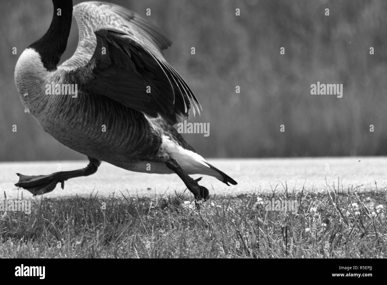 Running like a chicken with its head cut off hi-res stock photography ...