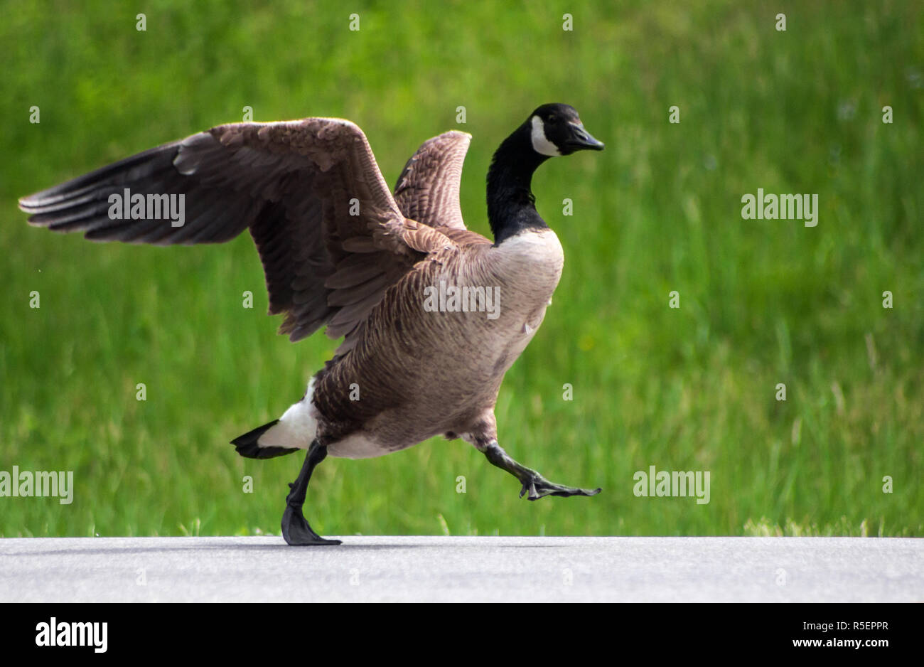 A Canadian goose (Branta canadensis) marches on a road in goose step ...