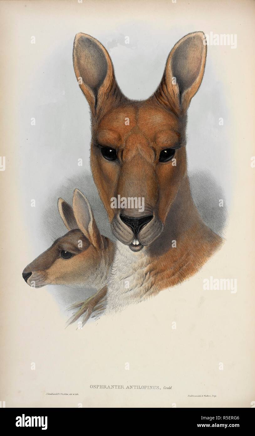 Osphranter Antilopinus, Gould. Gould common name: Red Wallaroo. Modern ...