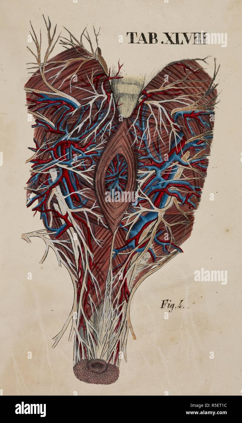 Anatomical drawing. The circulatory system. Planches anatomiques du ...