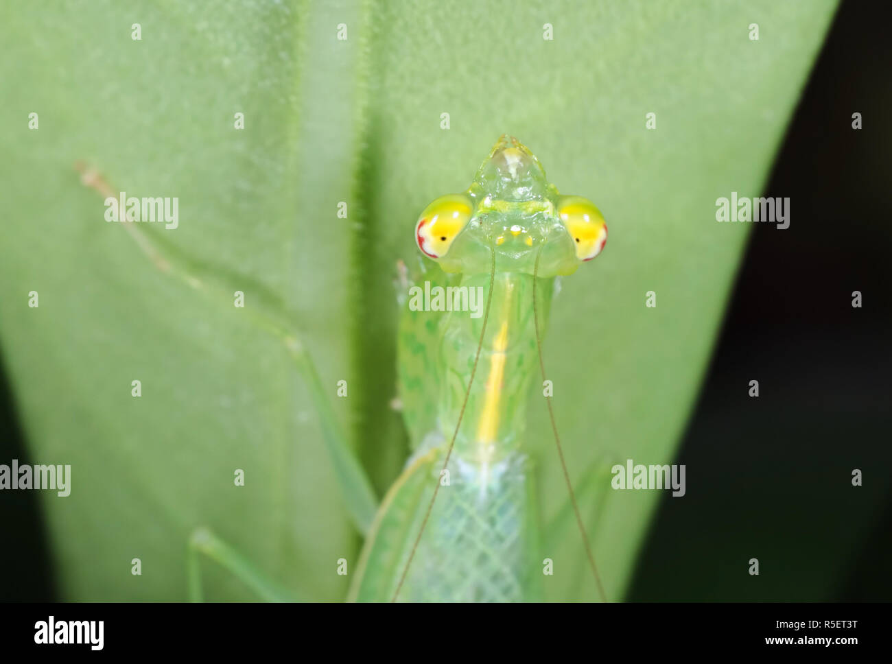 Macro Photography of Head of Praying Mantis Camouflage on Green Leaf ...