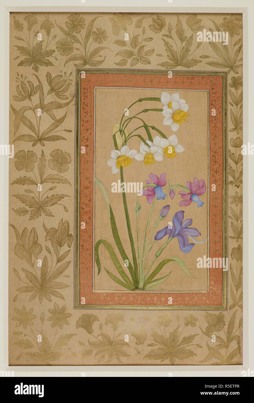 Narcissus and iris. Dara Shikoh. 1630-1640. Narcissus and iris growing ...