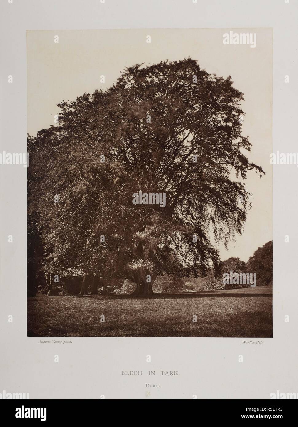 Hs timber hi-res stock photography and images - Alamy