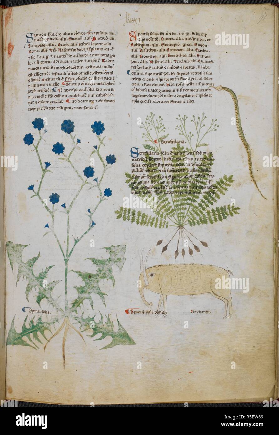 Plants and an animal with tusks. Text above. Tractatus de herbis ...