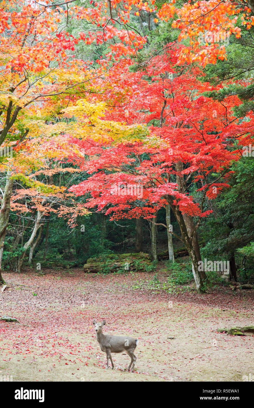 Japan, Miyajima Island, Omoto Park, Deer and Autumn Leaves Stock Photo ...