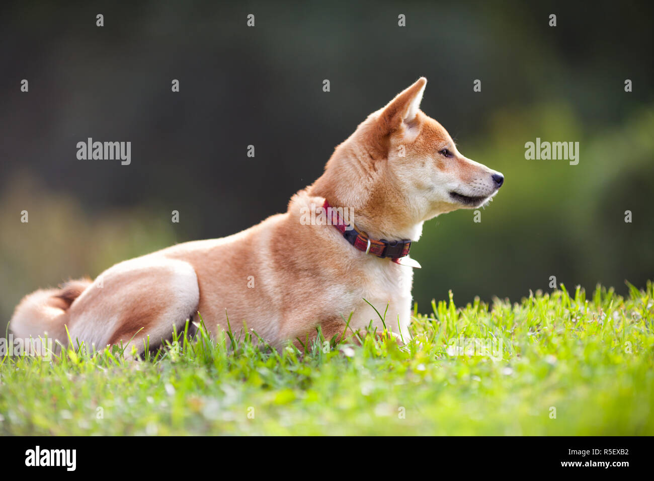 A young shiba inu in green garden Stock Photo - Alamy