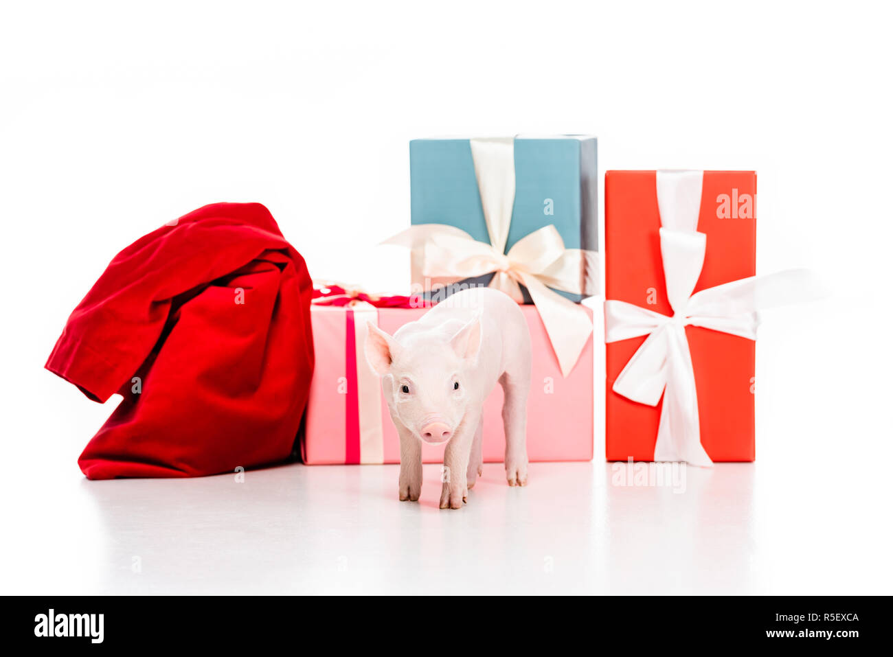 Cute little pig gifts hi-res stock photography and images - Alamy