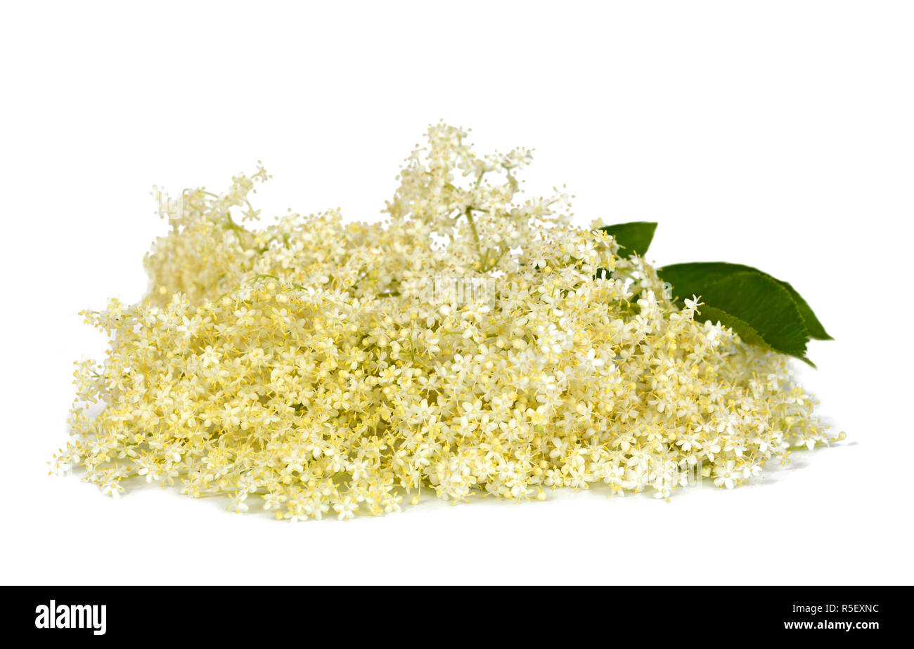 Treacle tree Cut Out Stock Images & Pictures - Alamy