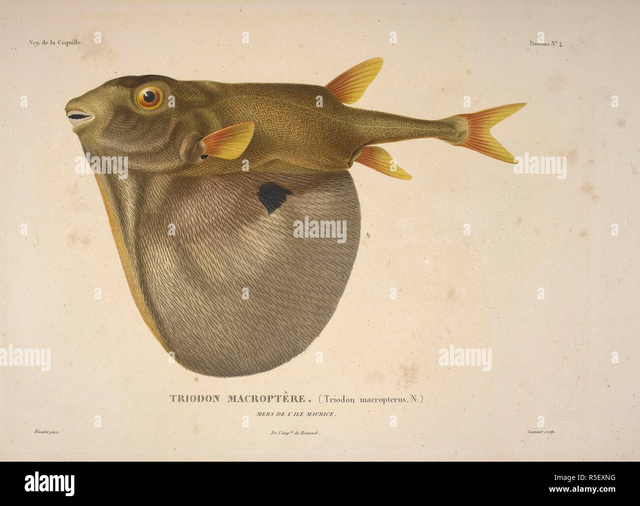 Threetooth puffer hi-res stock photography and images - Alamy