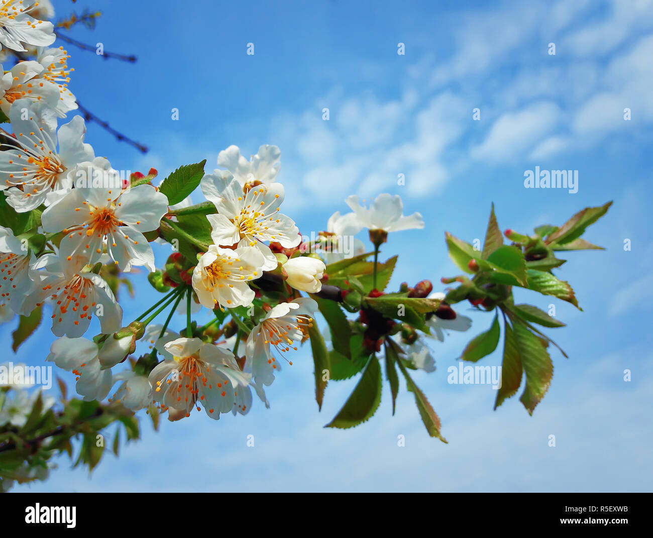 Cherry tree blooming Stock Photo - Alamy
