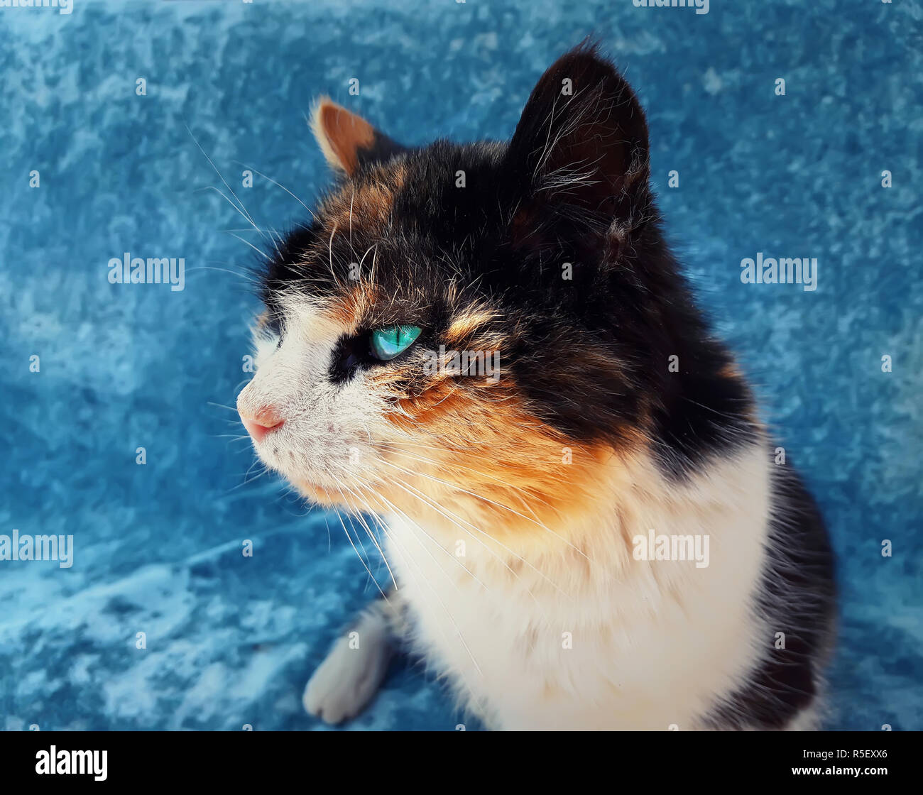 Wait waiting attentive curious hi-res stock photography and images - Alamy