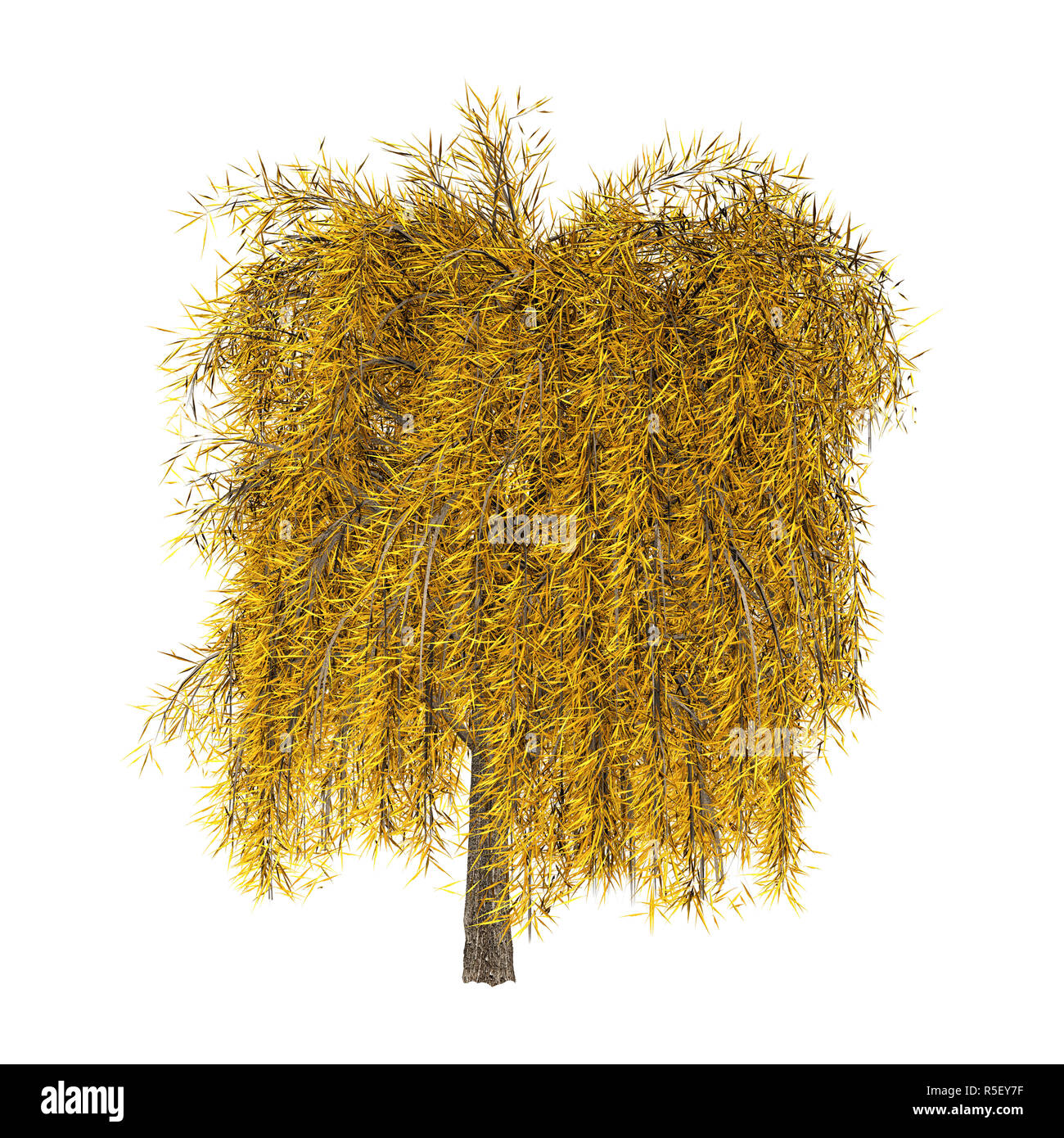 3D Rendering Willow Tree on White Stock Photo - Alamy