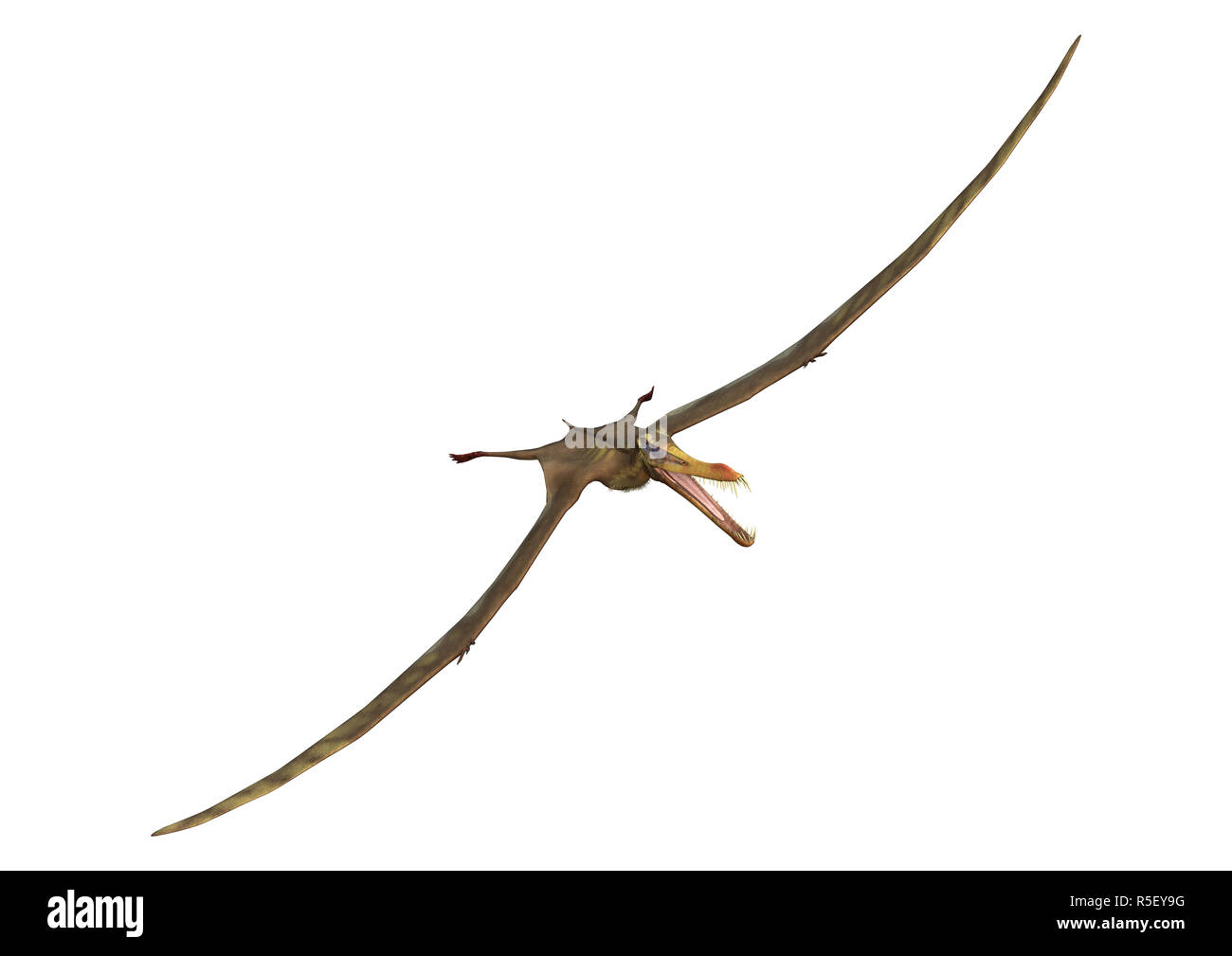 3D Rendering Pterodactyl Anhanguera on White Stock Photo - Alamy