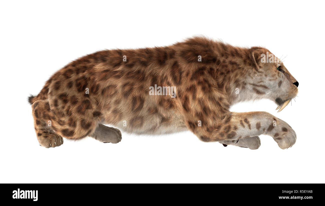 3D Rendering Saber Tooth Tiger on White Stock Photo - Alamy