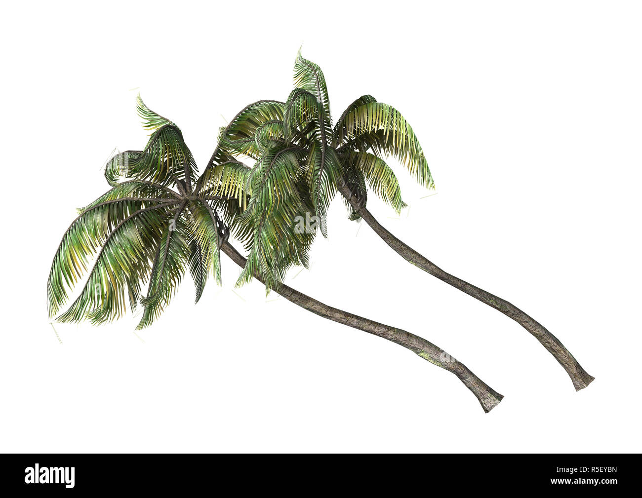 Coconat palm tree hi-res stock photography and images - Alamy