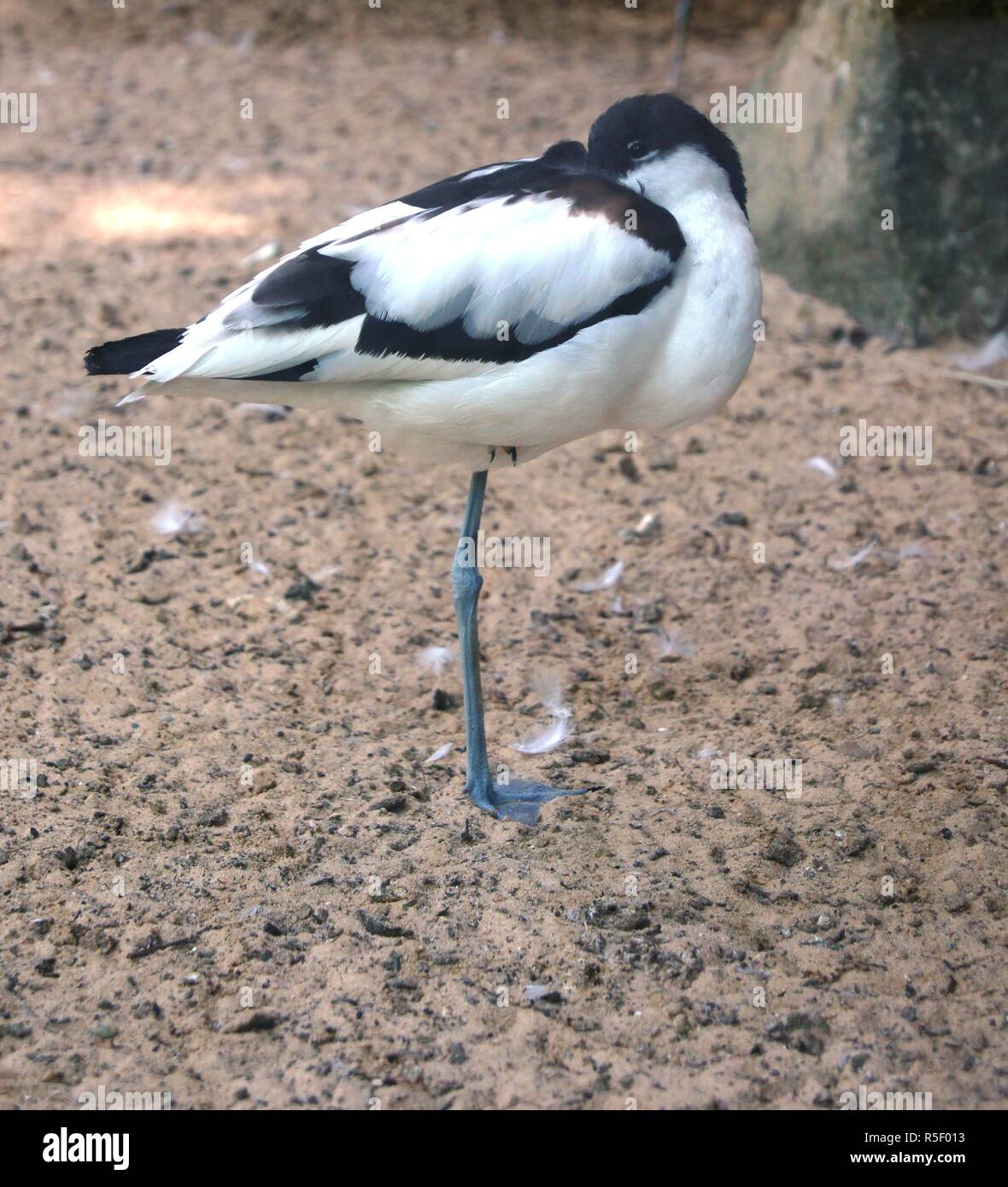 bird on one leg,black and white Stock Photo - Alamy