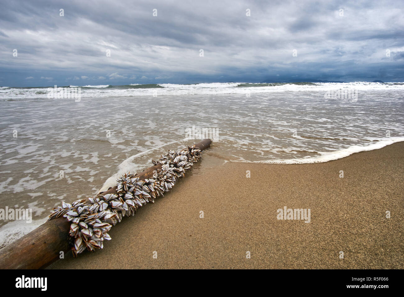 Cai dai hi-res stock photography and images - Alamy