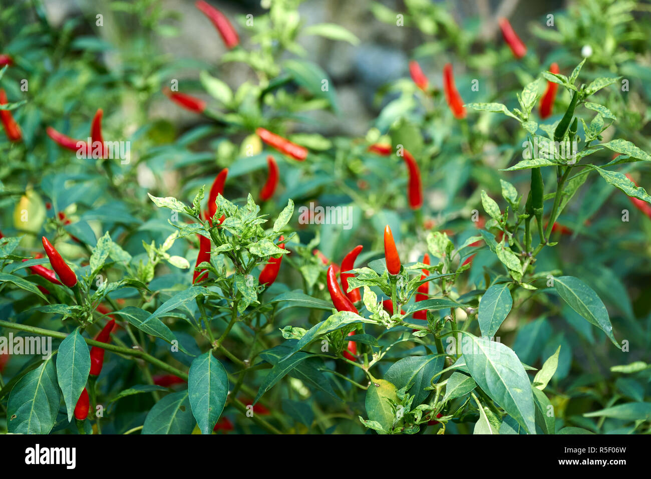 Green chilli wallpaper hi-res stock photography and images - Alamy