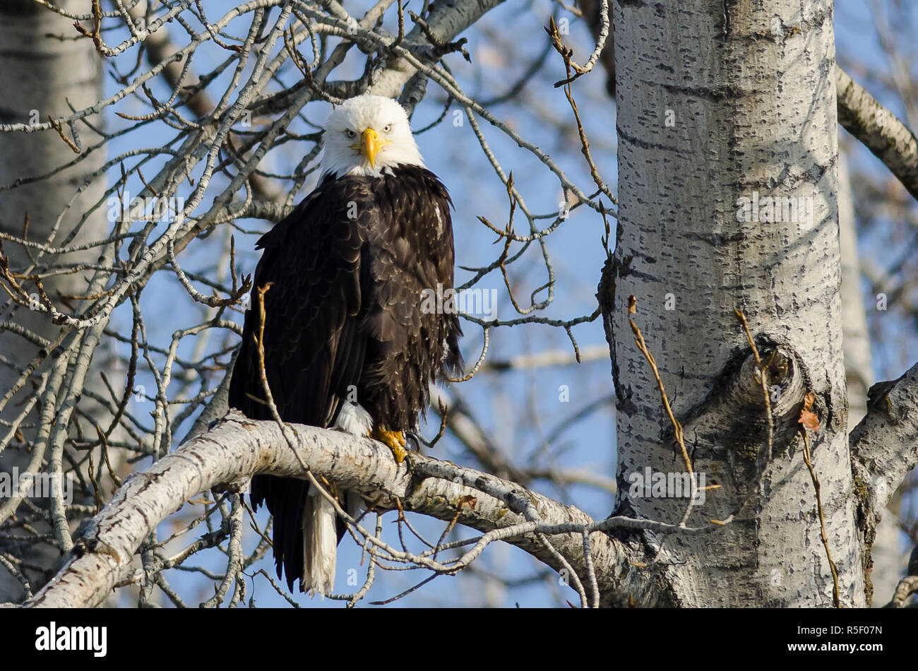 Eagle with white head and tail hi-res stock photography and images - Alamy