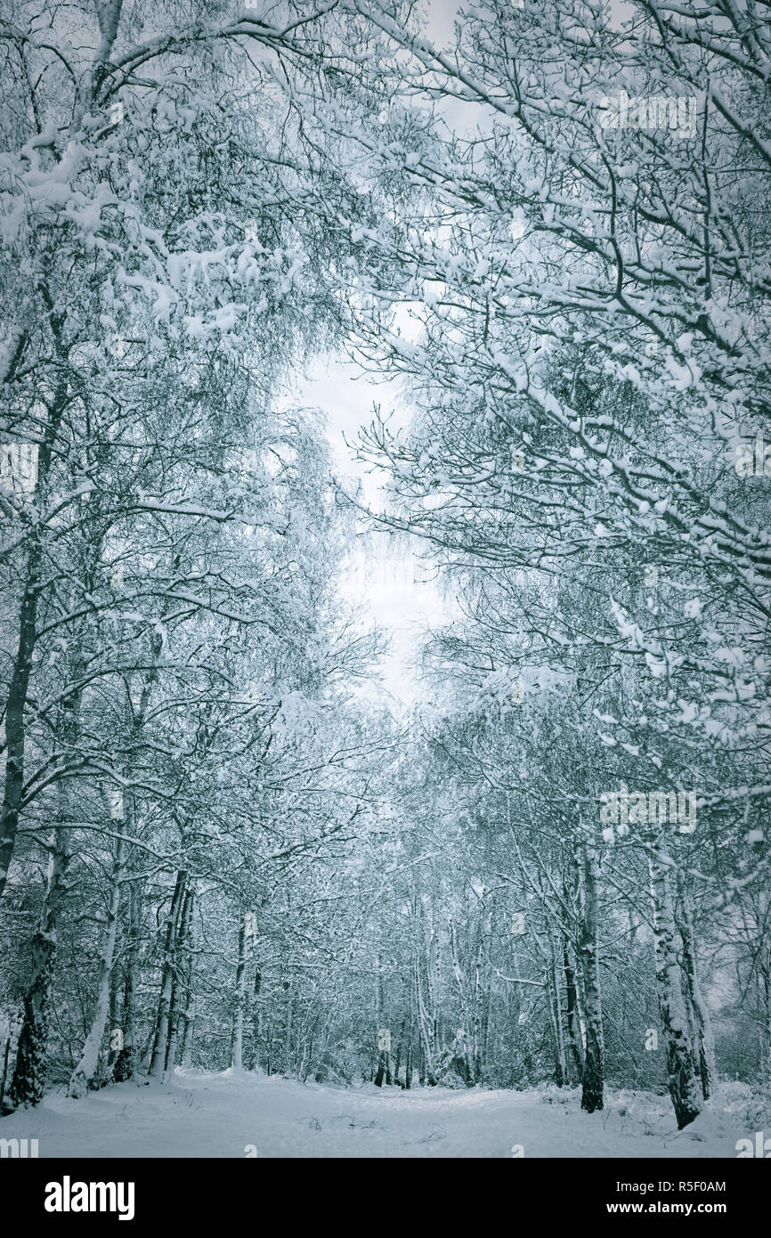 Forest in snow Stock Photo - Alamy