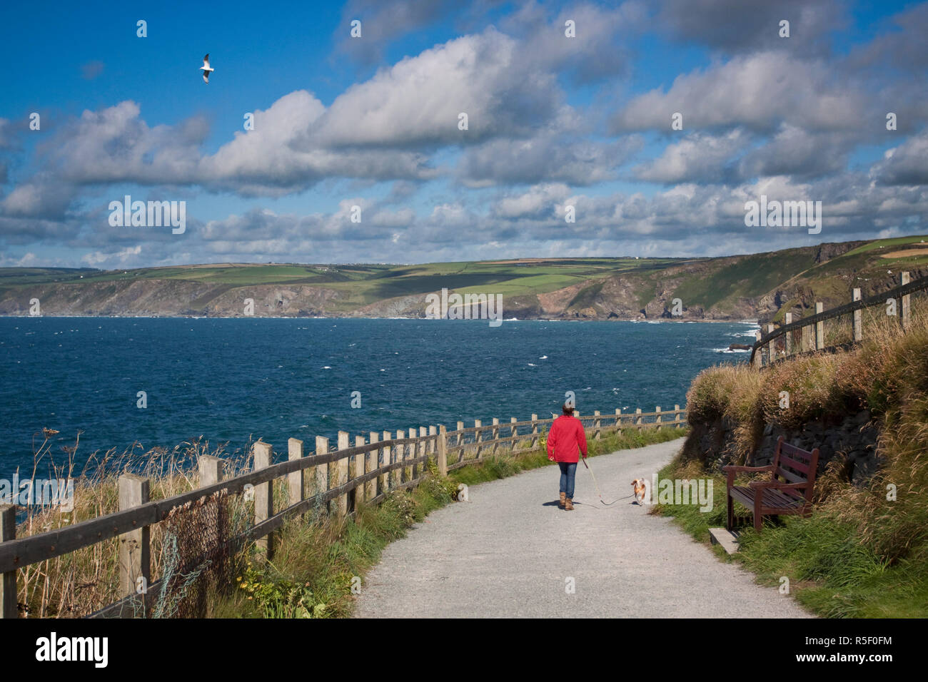 Coastal path above Port Isaac, Cornwall, England Stock Photo - Alamy