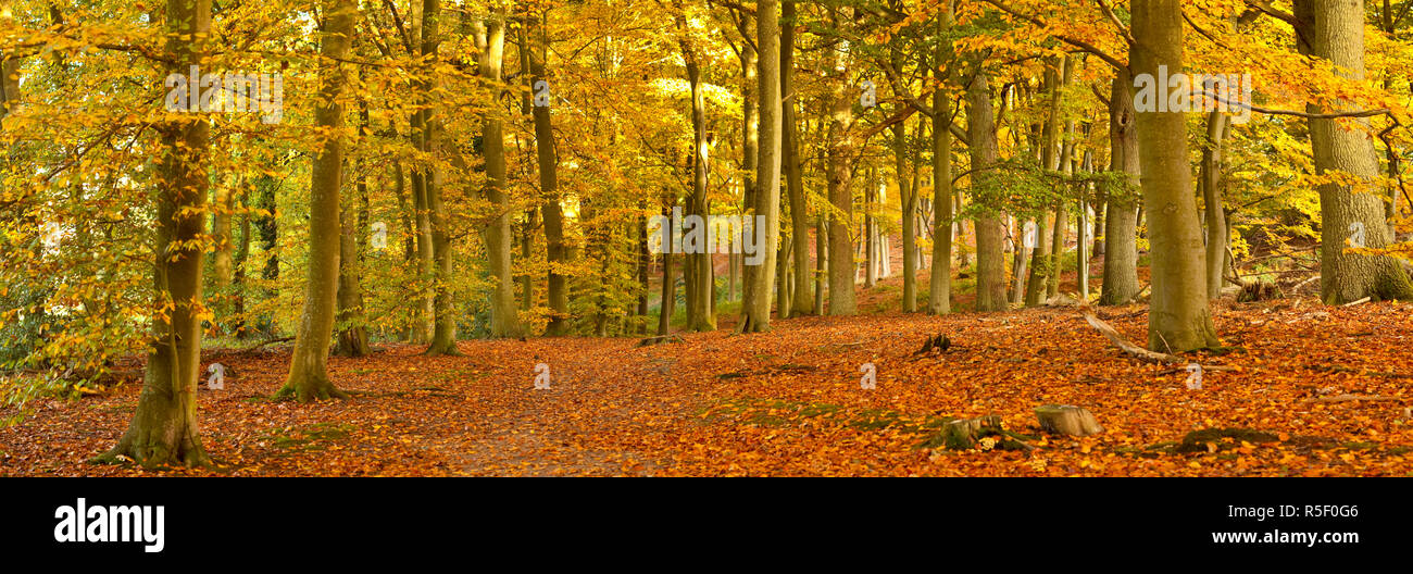 Surrey autumn woods uk hi-res stock photography and images - Alamy
