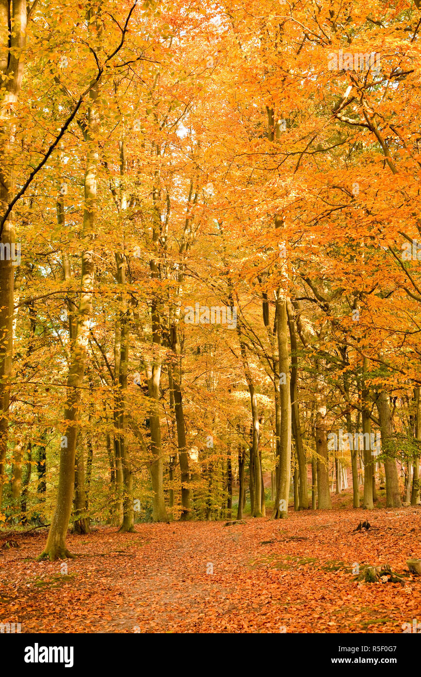 Woods in autumn time, Surrey, England, UK Stock Photo - Alamy