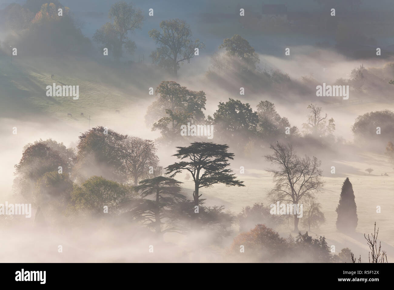 Trees in early morning mist, Cotswolds, England Stock Photo - Alamy