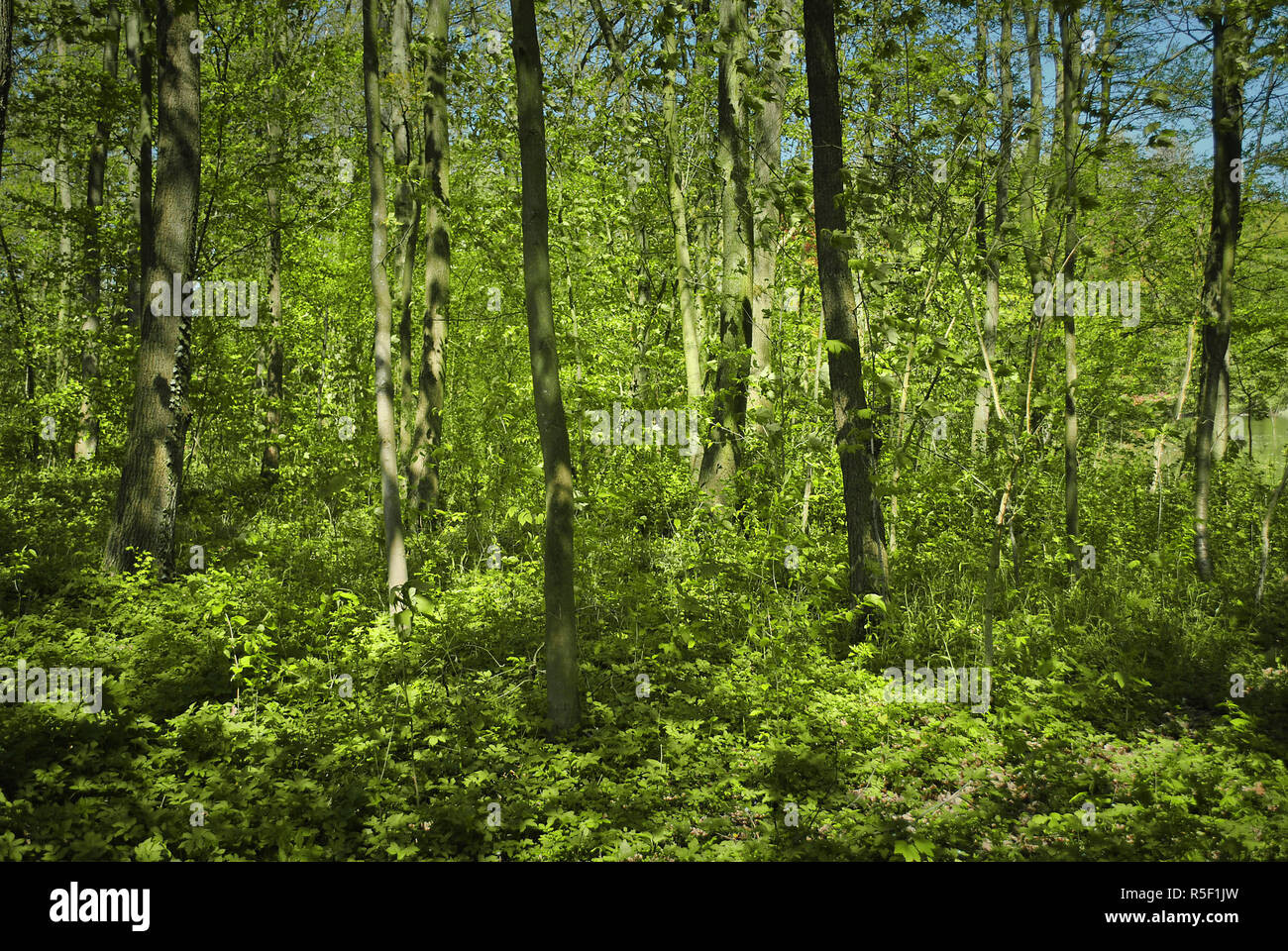 young forest and young trees Stock Photo - Alamy