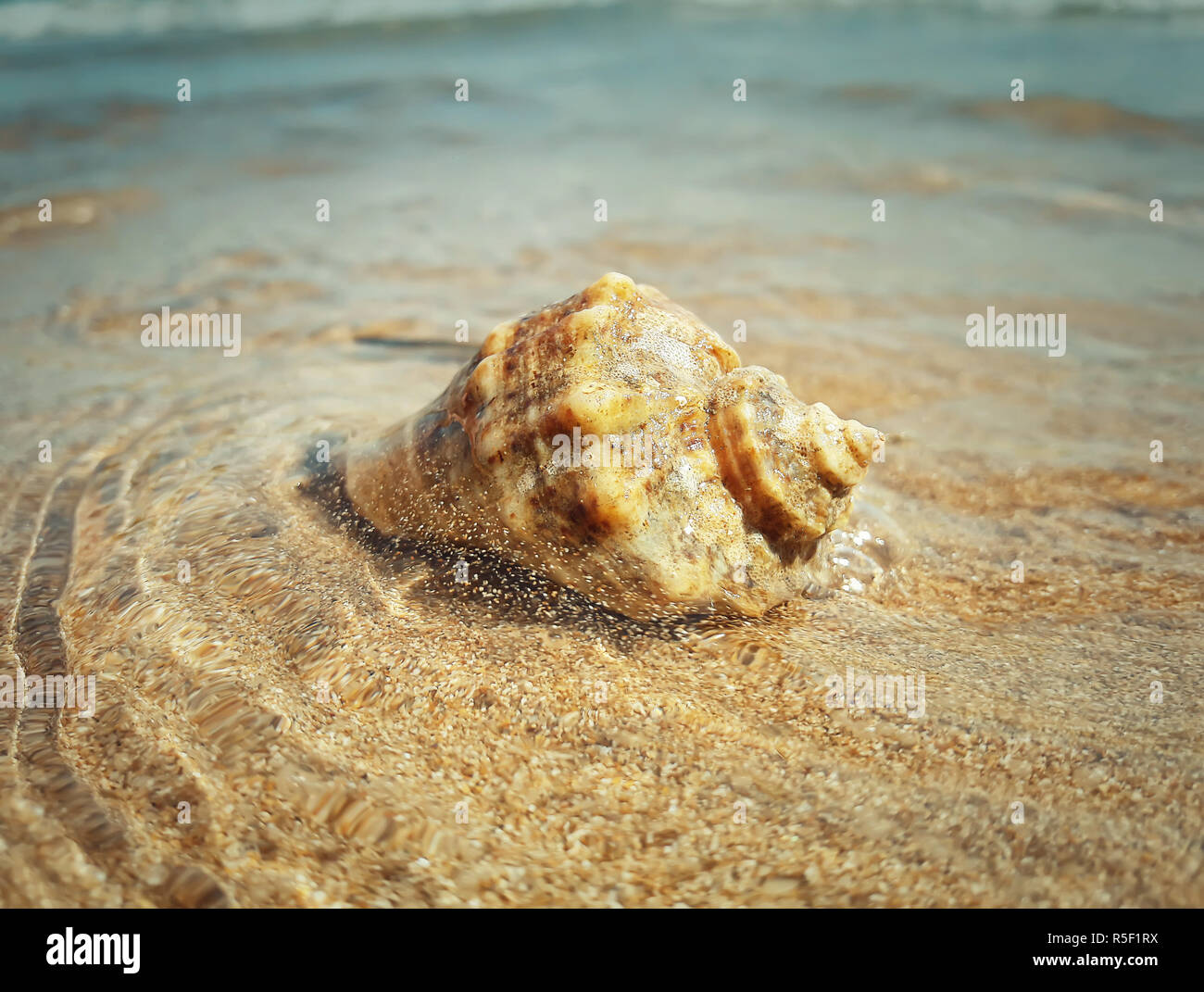 Live whelk hi-res stock photography and images - Alamy