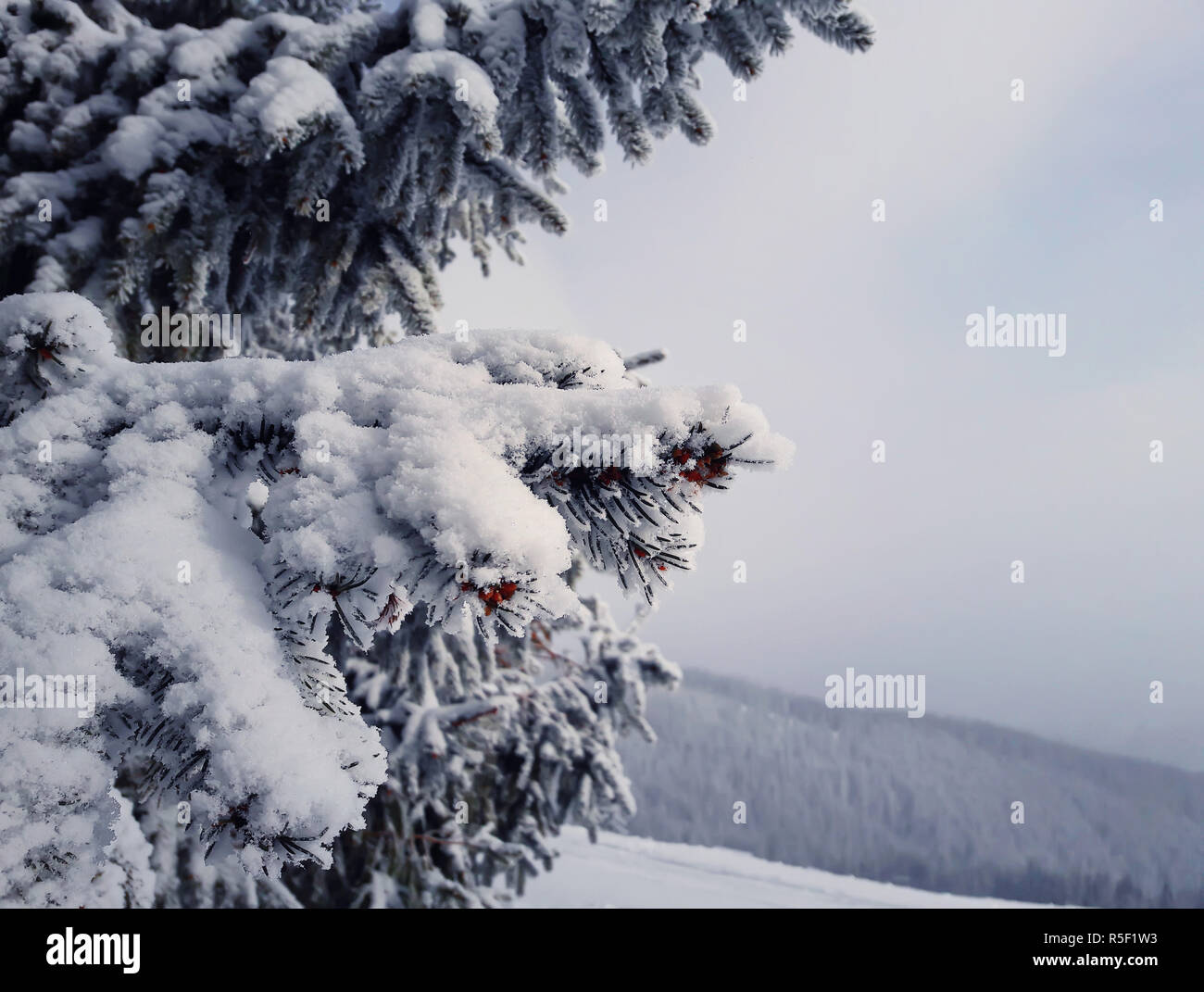 Fir braches hi-res stock photography and images - Alamy