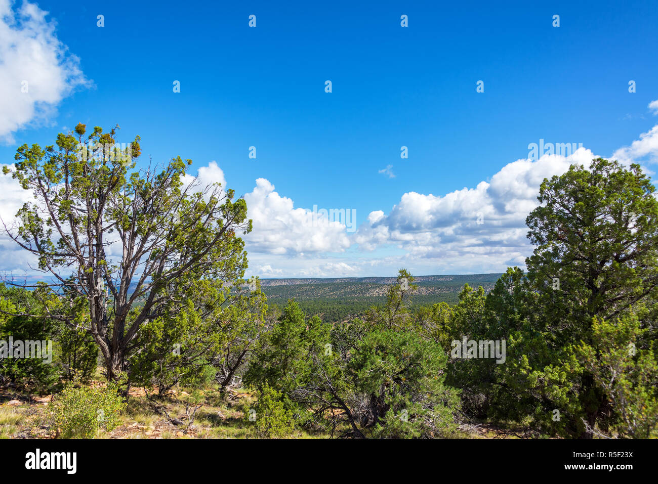 Forest in Northern Arizona Stock Photo - Alamy