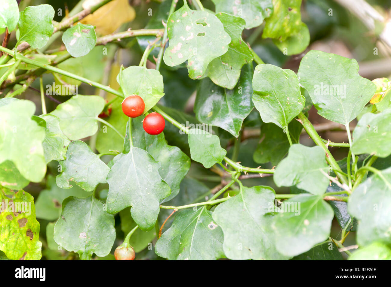 Solanum indicum fruit herbs Stock Photo - Alamy