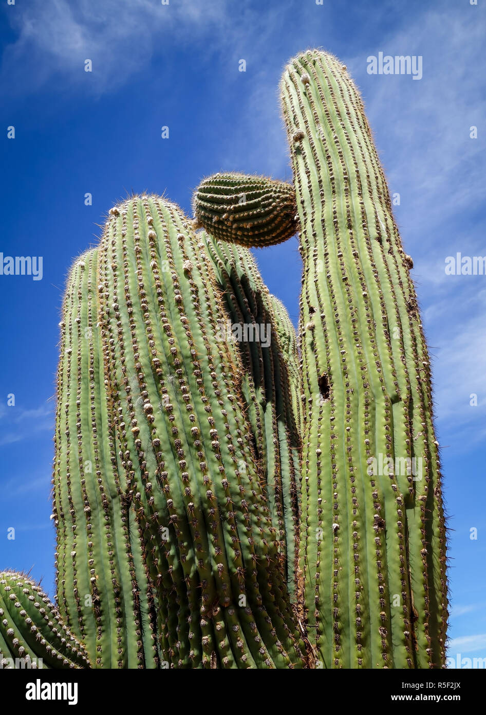 Enormous cactus hi-res stock photography and images - Alamy