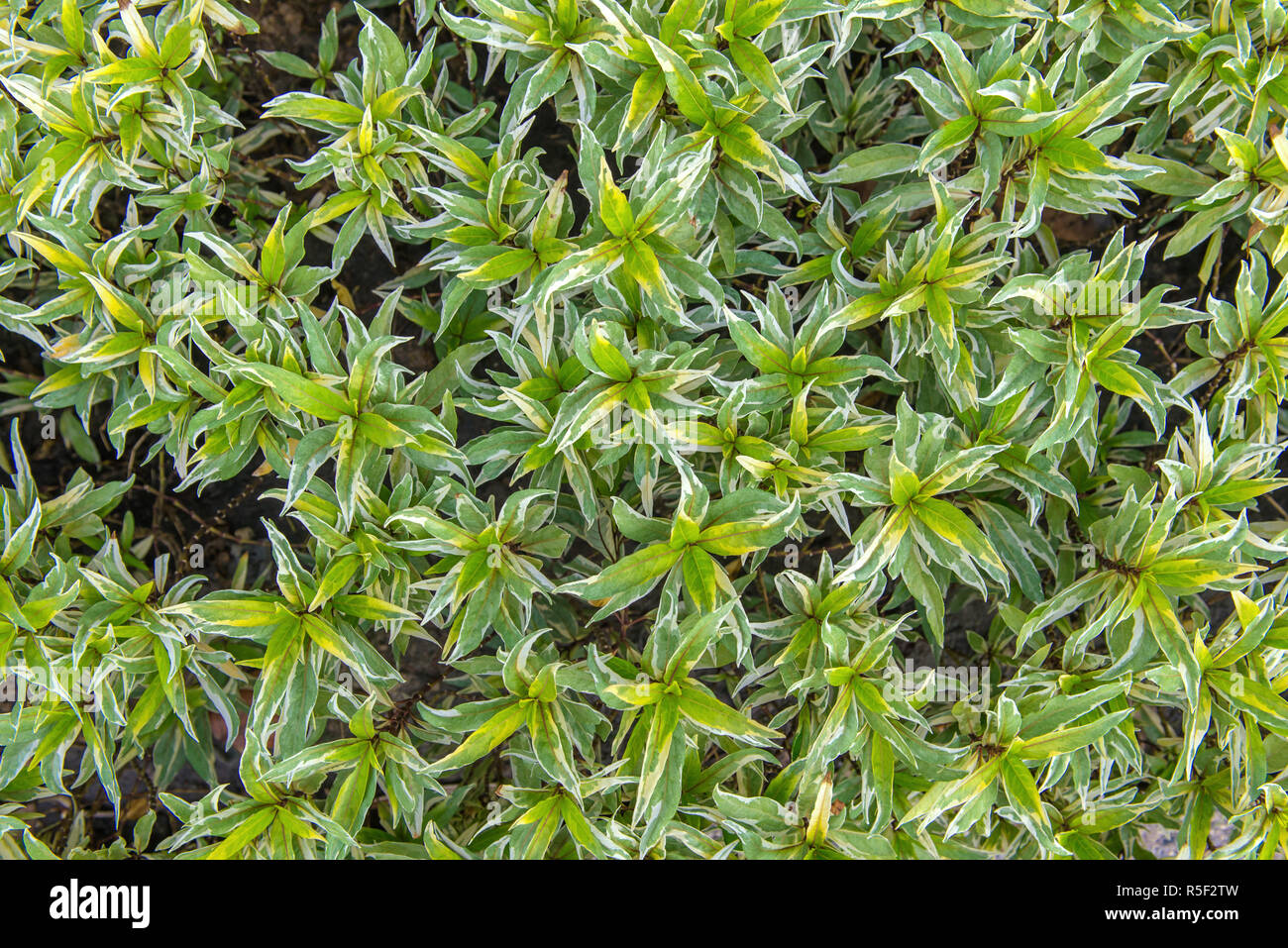 green leaf in agricultural farm for background Stock Photo - Alamy