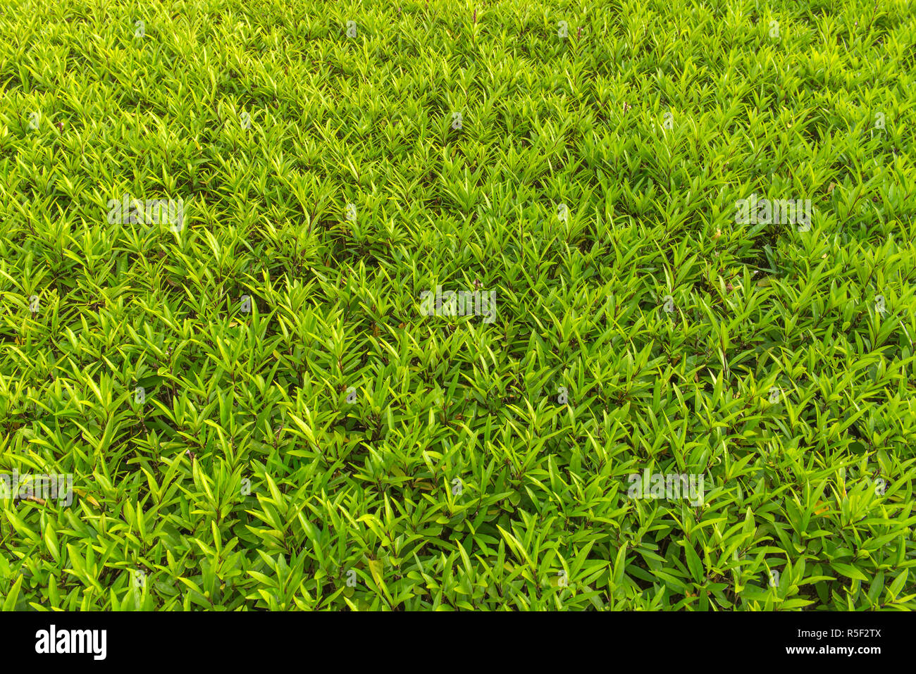 green leaf in agricultural farm for background Stock Photo - Alamy