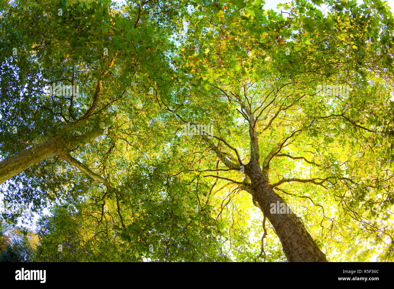 London plane tree hi-res stock photography and images - Alamy