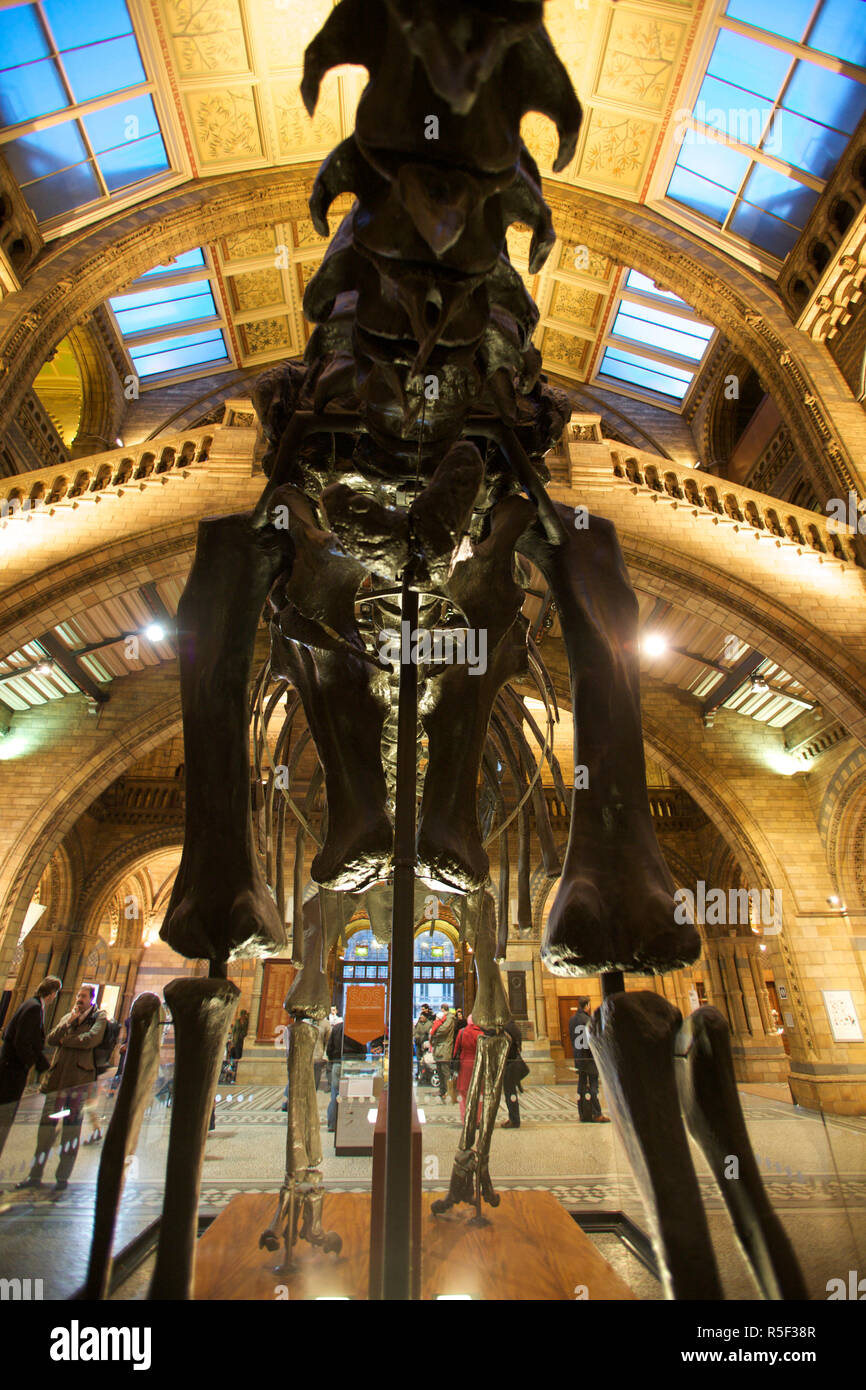 Dinosaur natural history museum london hi-res stock photography and ...