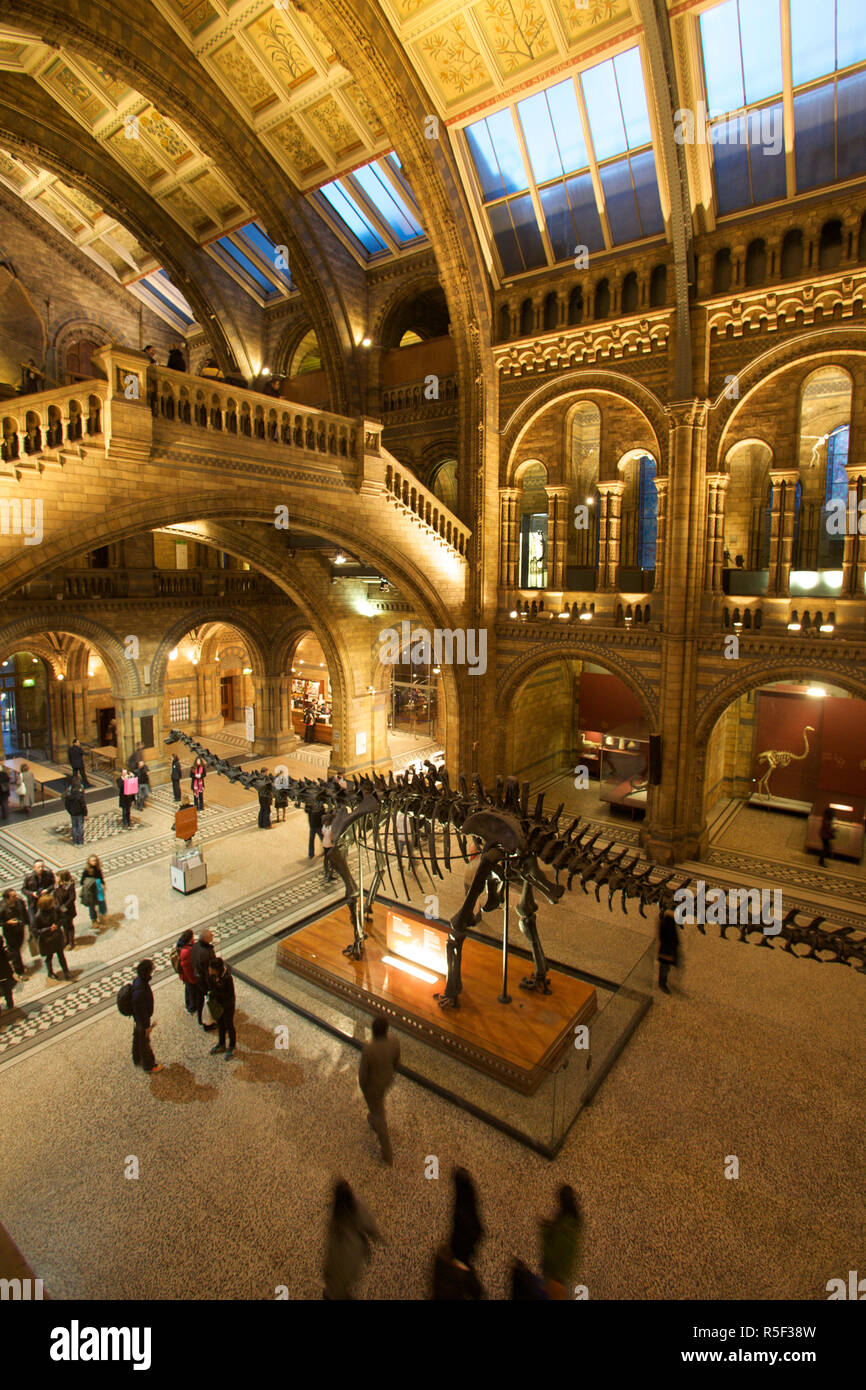 Dinosaur Natural History Museum London Stock Photos & Dinosaur Natural ...