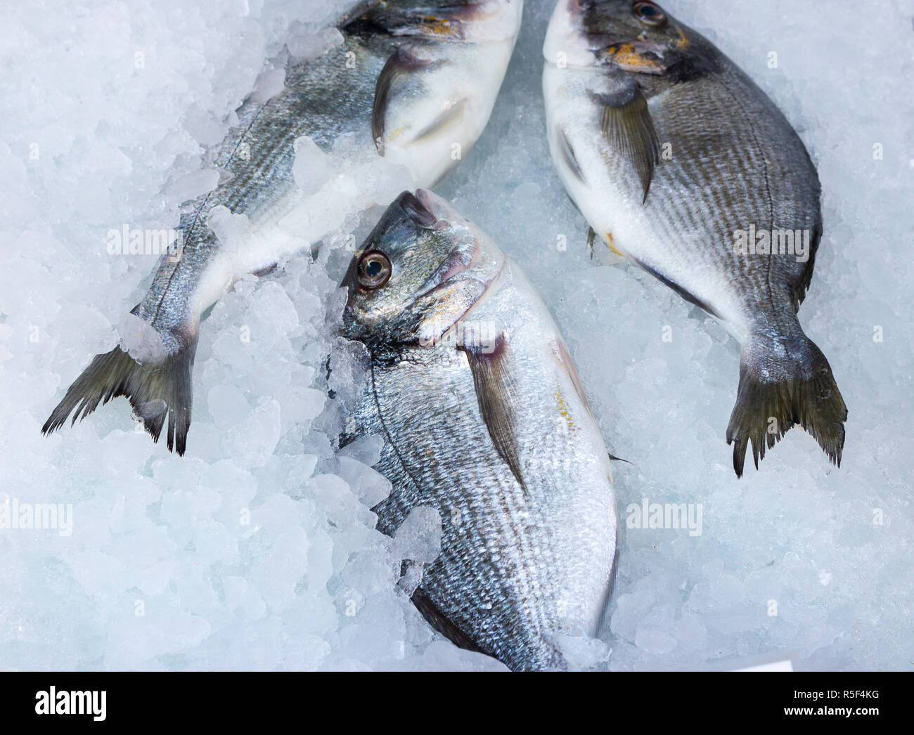 fresh seabream 1 Stock Photo - Alamy