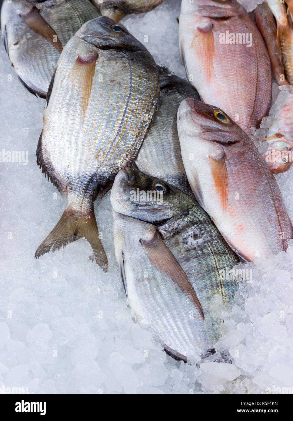 Silver seabream hi-res stock photography and images - Alamy